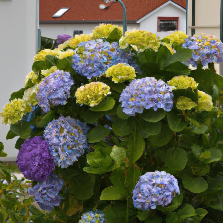 Gør haven mere farverig med klatrehortensia - Bare Go Bolig